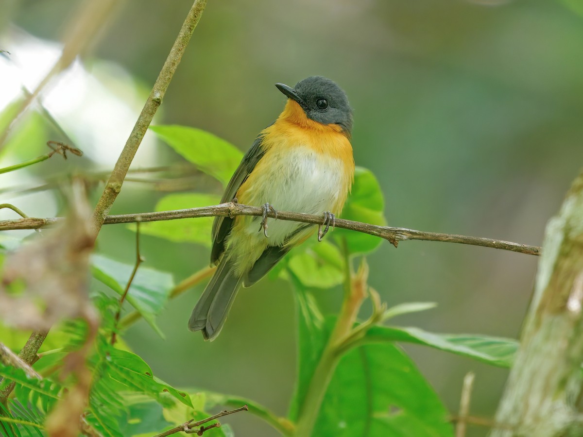 Cinnamon-chested Flycatcher - Ficedula buruensis - Birds of the World