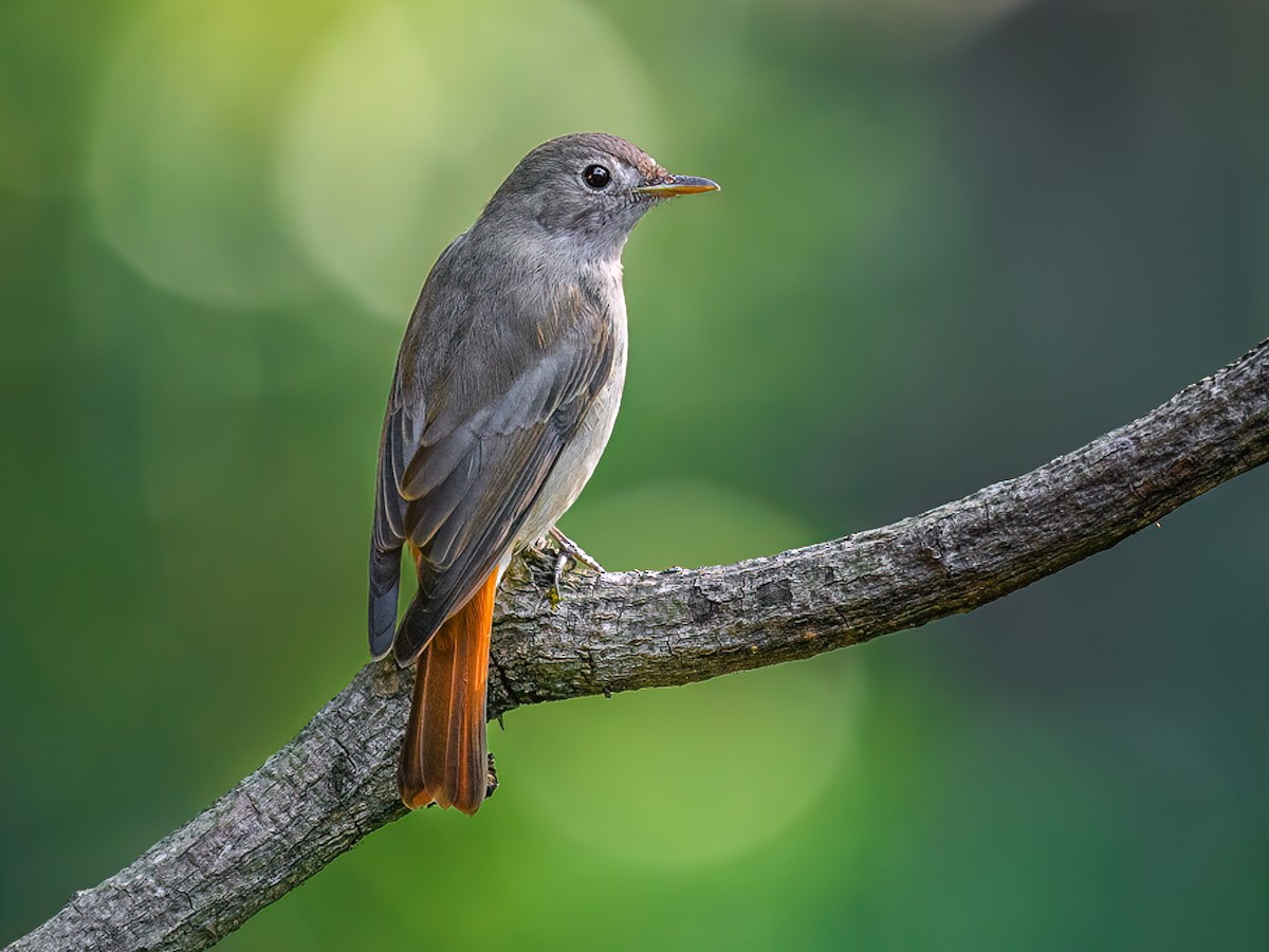 Rusty-tailed Flycatcher - Ficedula ruficauda - Birds of the World