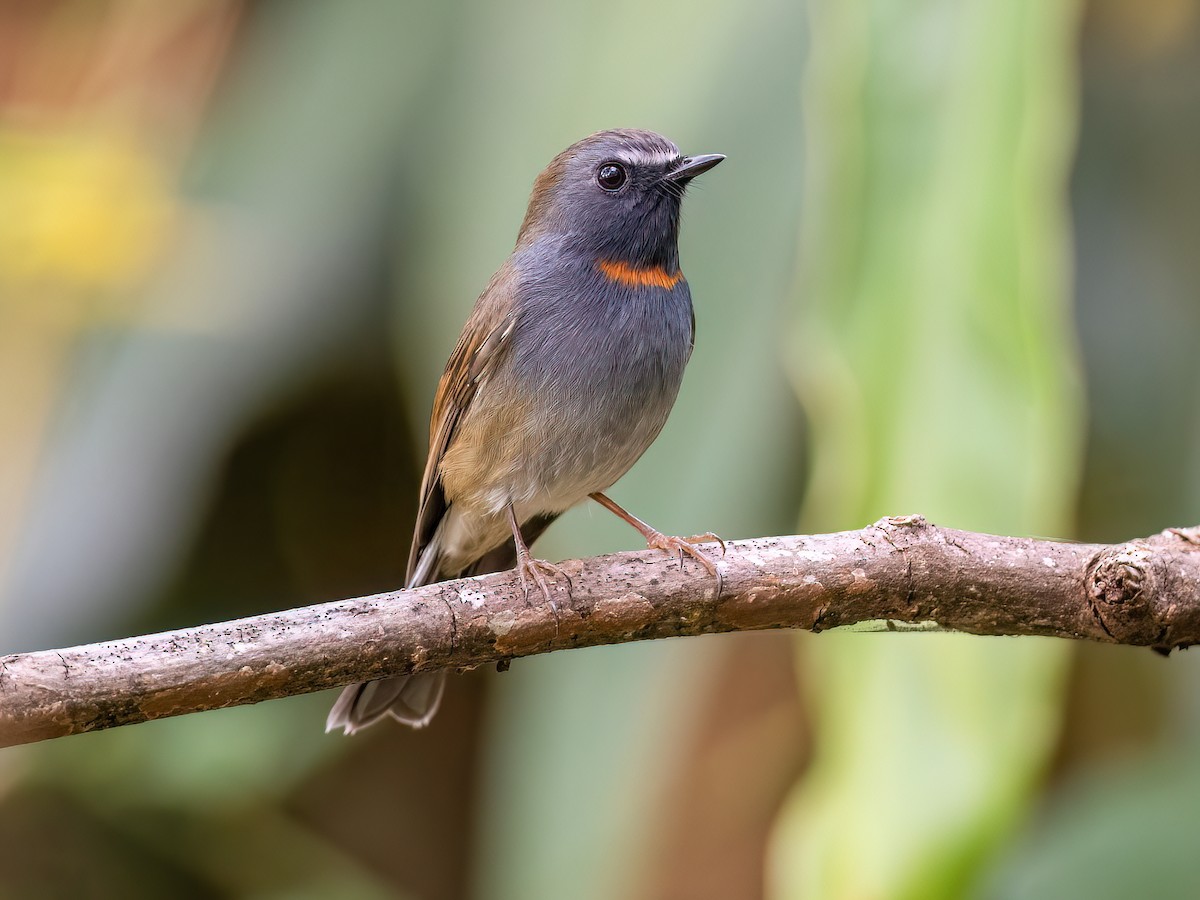 Rufous-gorgeted Flycatcher - Ficedula strophiata - Birds of the World