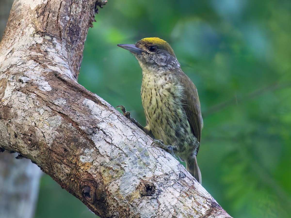 Antillean Piculet - Nesoctites micromegas - Birds of the World