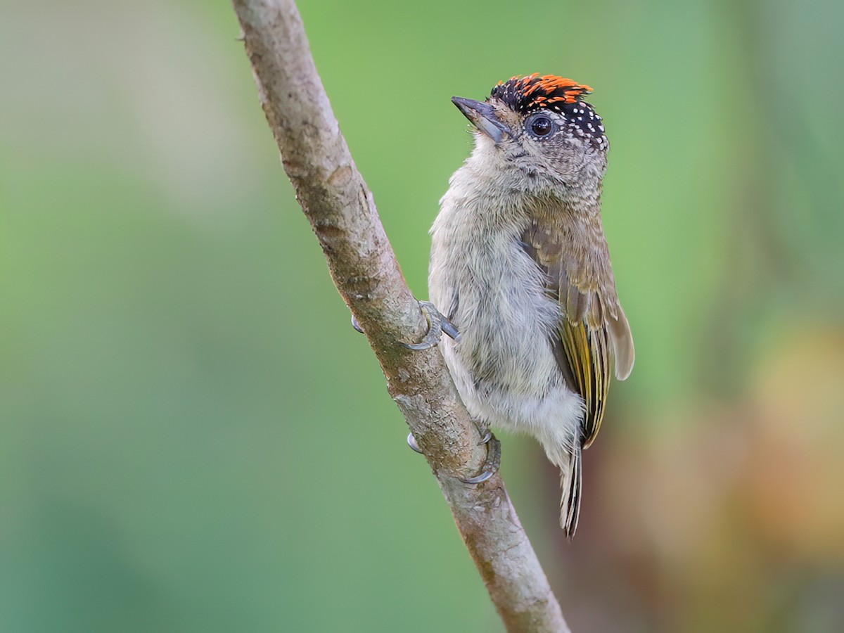 Fine-barred Piculet - Picumnus subtilis - Birds of the World