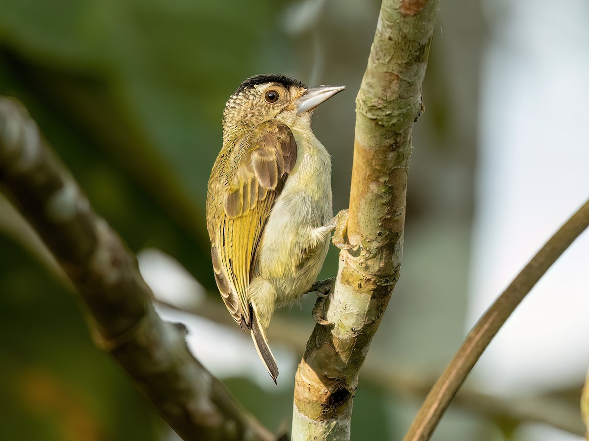 Plain-breasted Piculet - Picumnus castelnau - Birds of the World