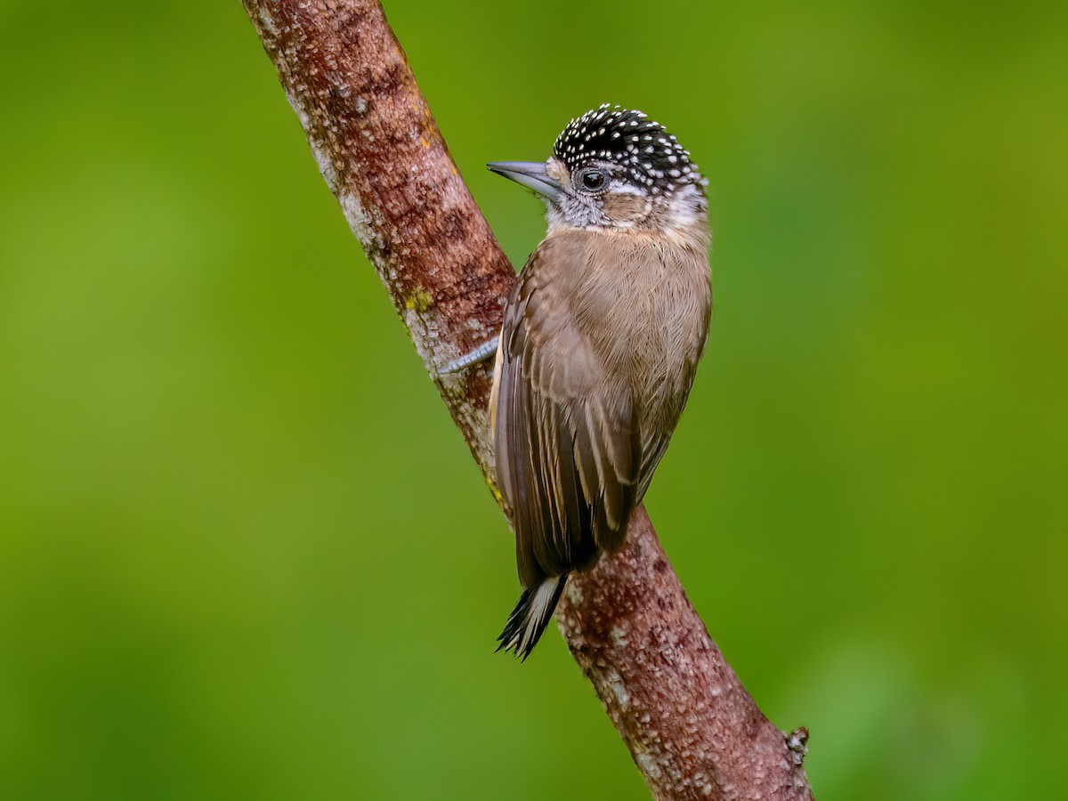 Ochraceous Piculet - Picumnus limae - Birds of the World