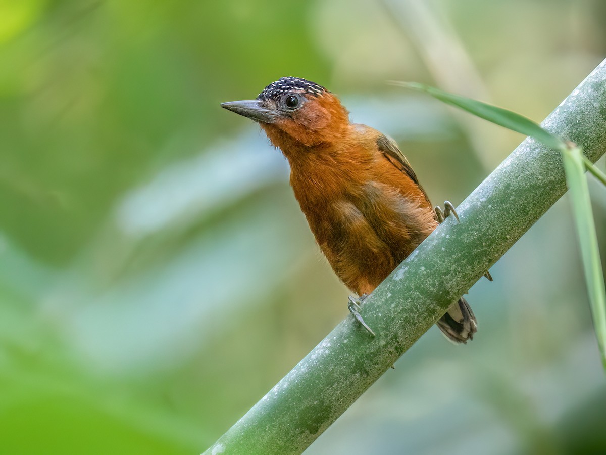 Rufous-breasted Piculet - Picumnus rufiventris - Birds of the World