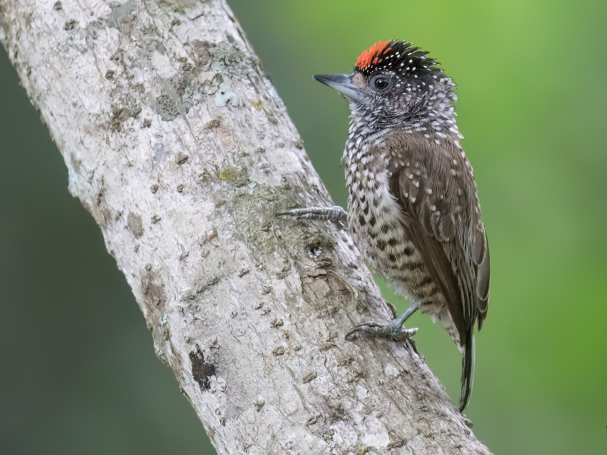 White-wedged Piculet - Picumnus albosquamatus - Birds of the World