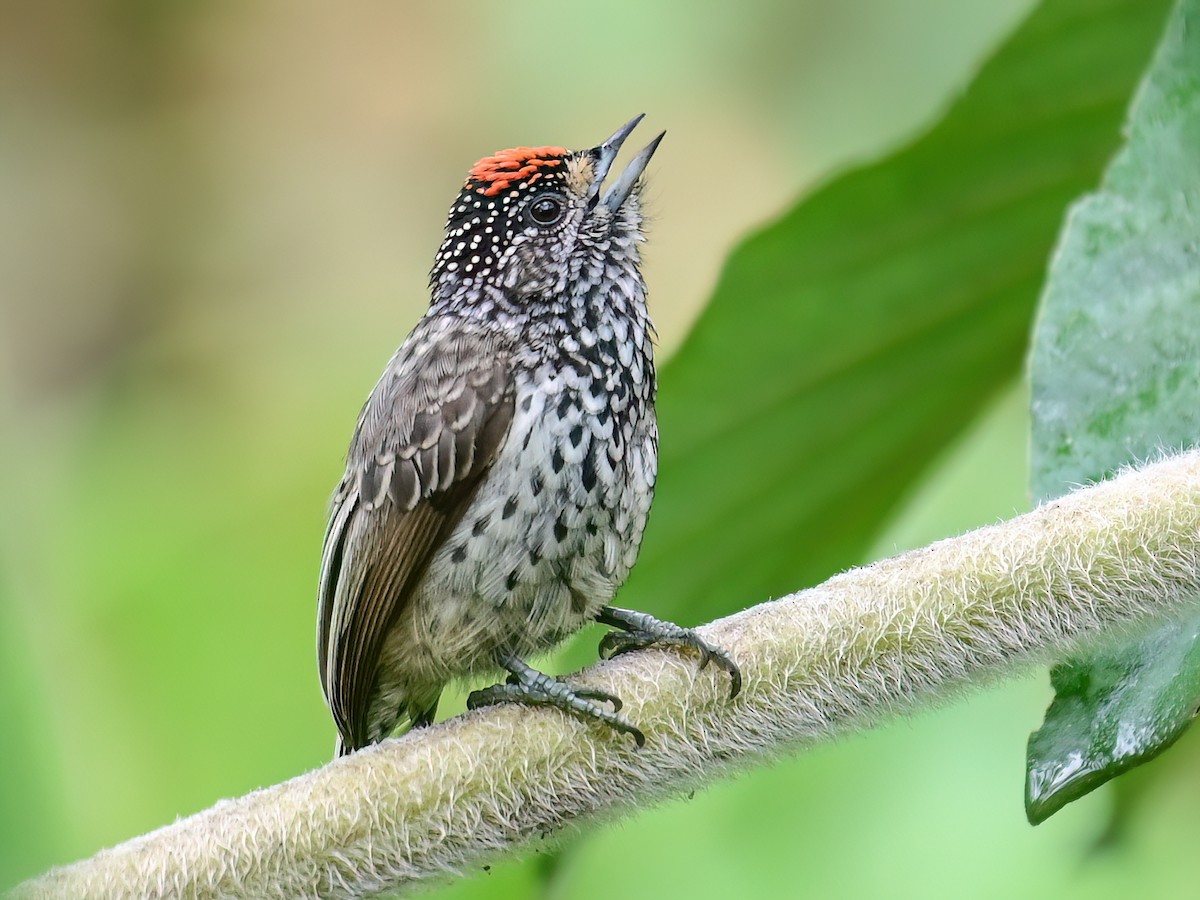 Ocellated Piculet - Picumnus dorbignyanus - Birds of the World