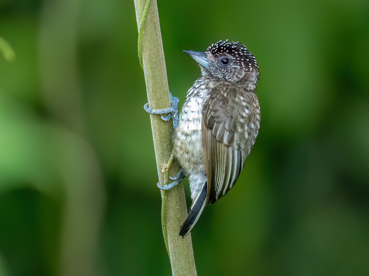 Arrowhead Piculet - Picumnus minutissimus - Birds of the World