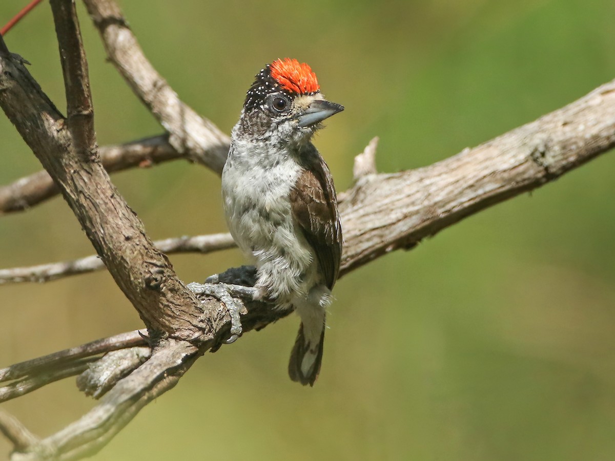 White-bellied Piculet - Picumnus spilogaster - Birds of the World