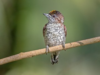 Scaled Piculet - Picumnus squamulatus - Birds of the World