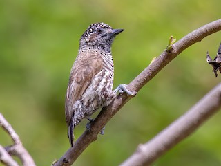 Ecuadorian Piculet - Picumnus sclateri - Birds of the World