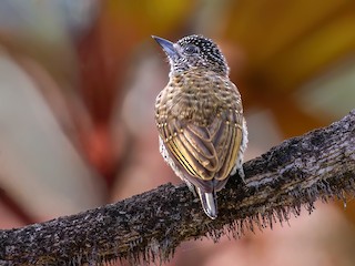 Golden-spangled Piculet - Picumnus exilis - Birds of the World