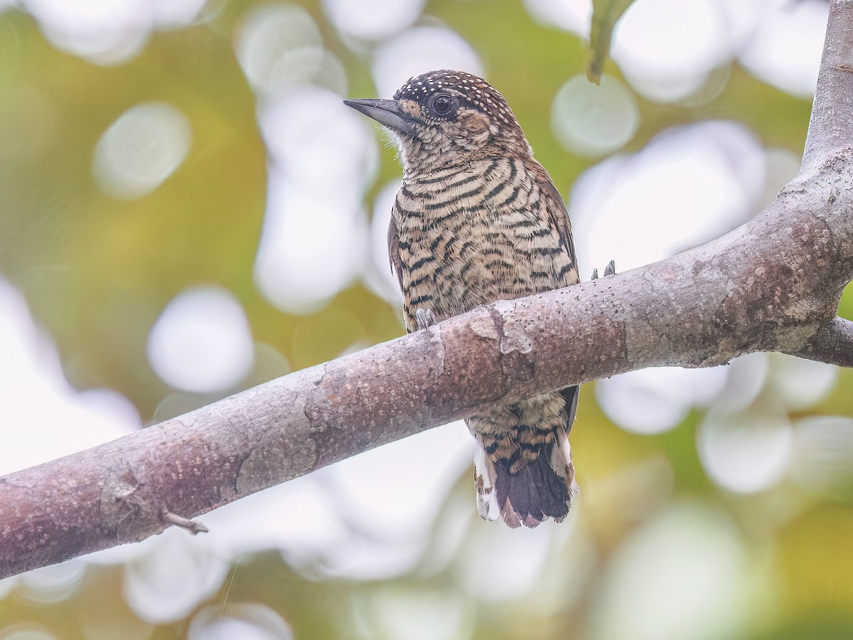 Orinoco Piculet - Picumnus pumilus - Birds of the World