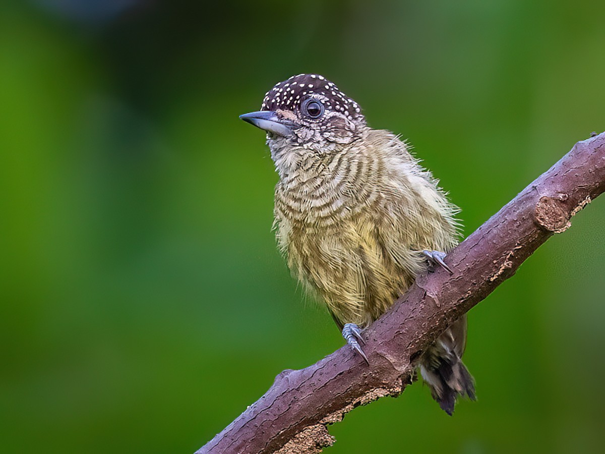 Bar-breasted Piculet - Picumnus aurifrons - Birds of the World
