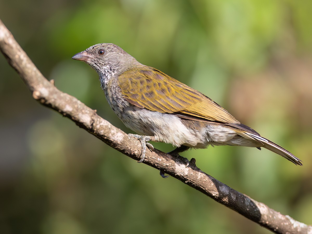 Scaly-throated Honeyguide - Indicator variegatus - Birds of the World