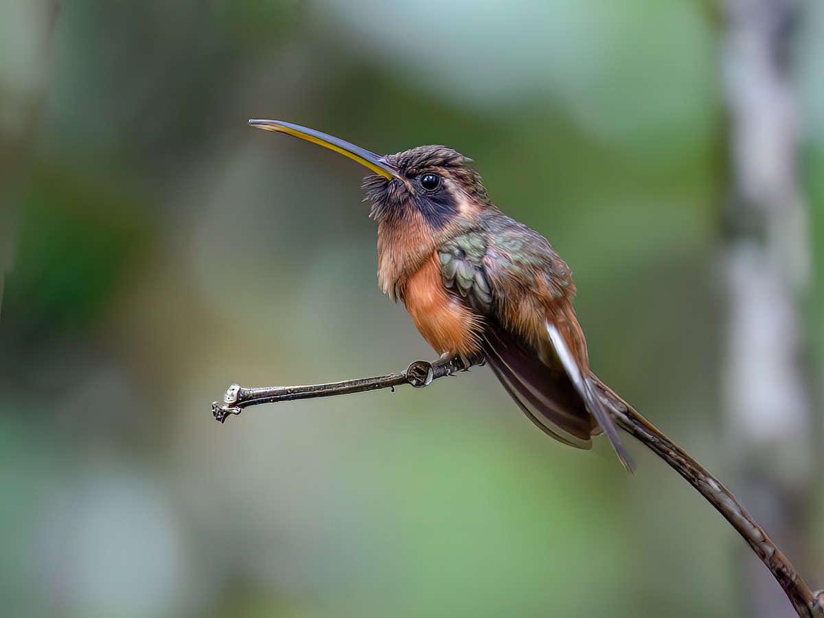 Tapajos Hermit - Phaethornis aethopygus - Birds of the World