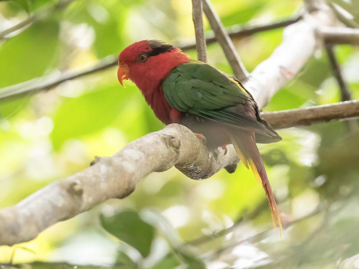 Josephine's Lorikeet - Charmosyna josefinae - Birds of the World