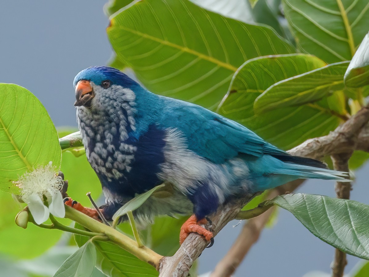 Ultramarine Lorikeet - Vini ultramarina - Birds of the World