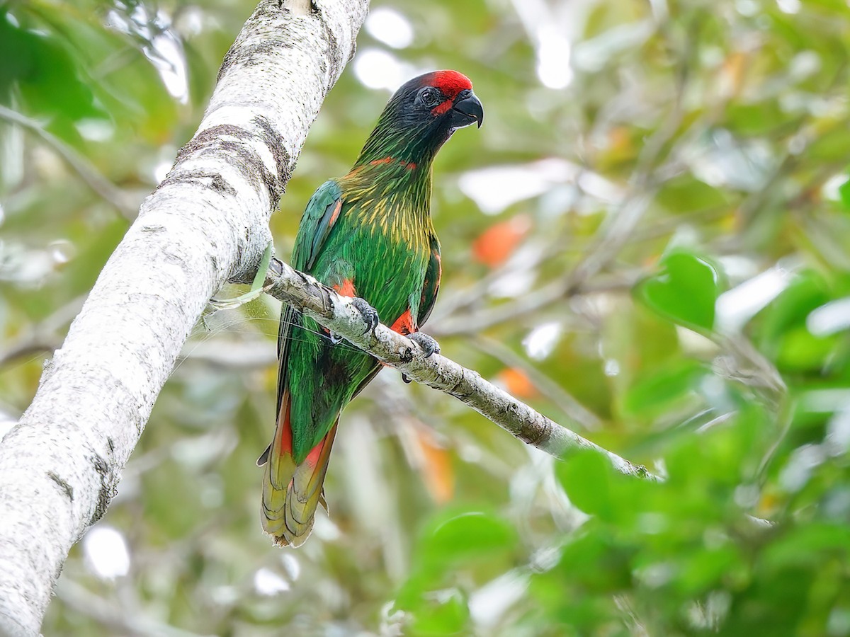 Yellow-streaked Lory - Chalcopsitta scintillata - Birds of the World
