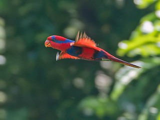 Red-and-blue Lory - Trichoglossus histrio - Birds of the World