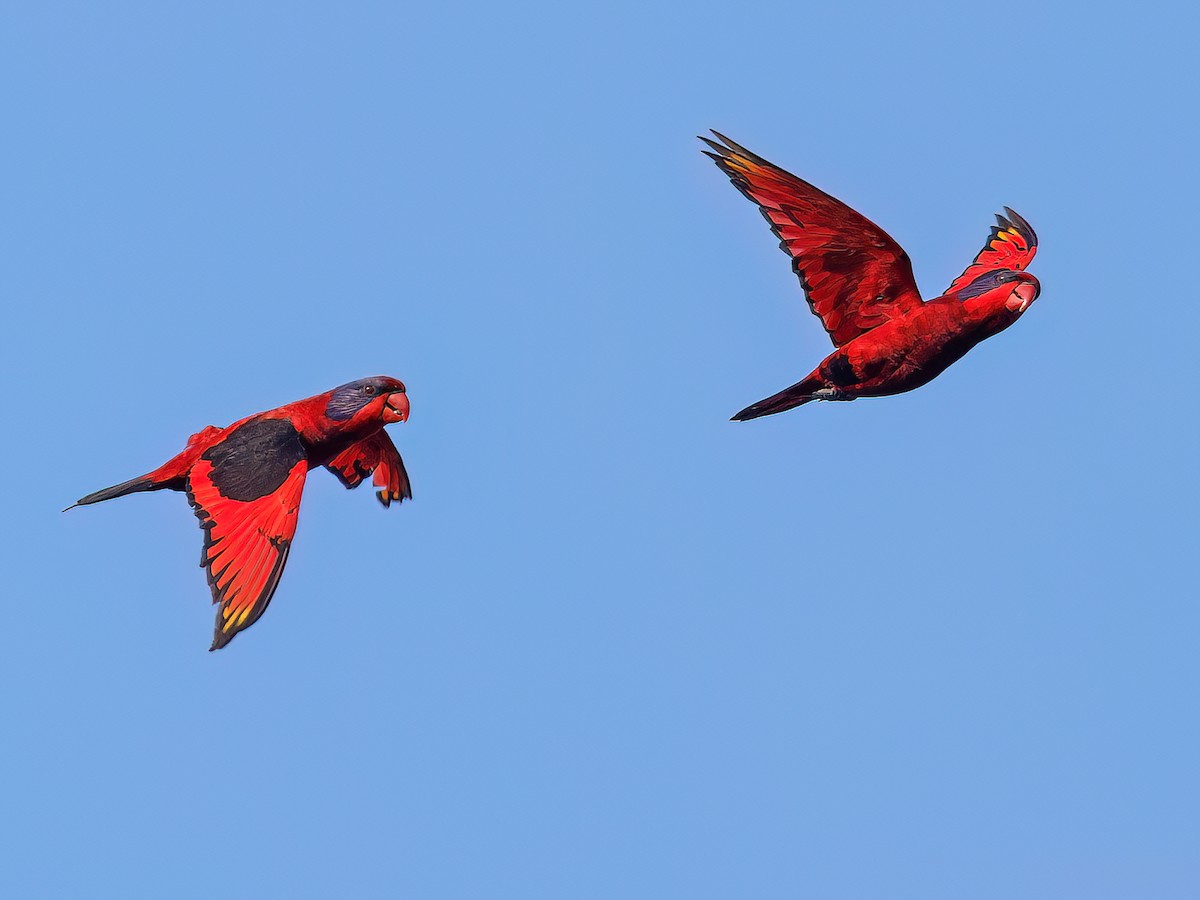 Black-winged Lory - Trichoglossus cyanogenius - Birds of the World