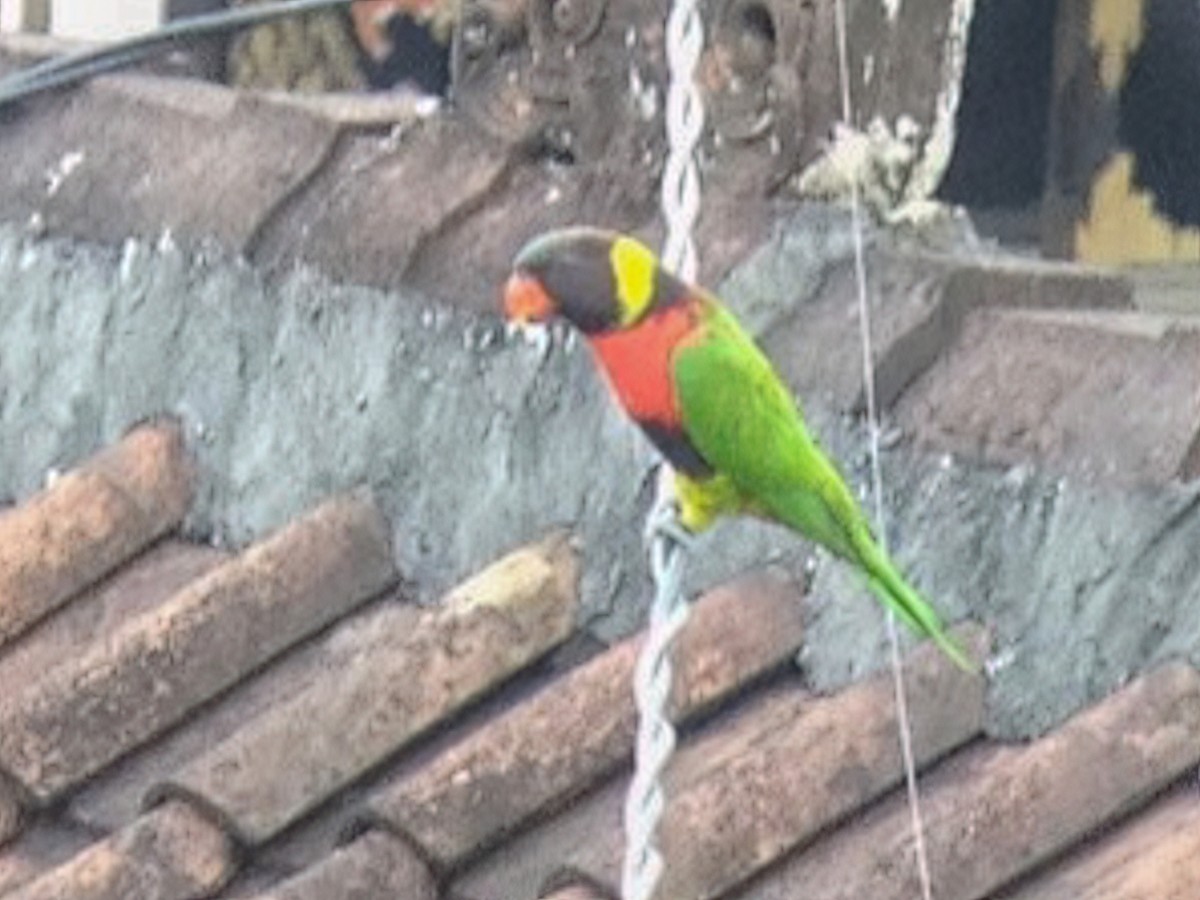 Sunset Lorikeet - Trichoglossus forsteni - Birds of the World