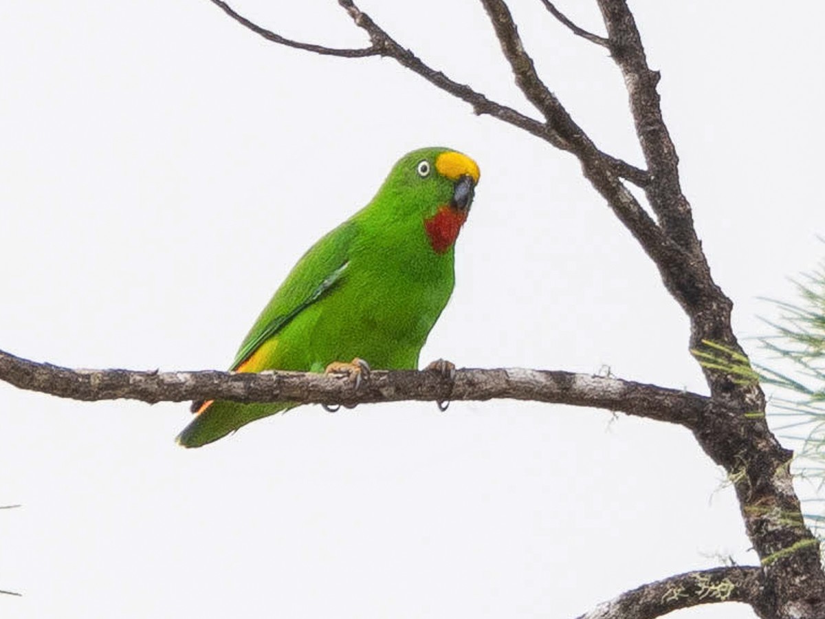 Papuan Hanging-Parrot - Loriculus aurantiifrons - Birds of the World