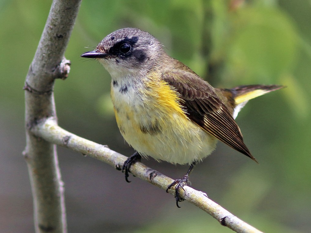 Pavito Migratorio - eBird