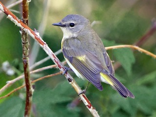 American Redstart - eBird