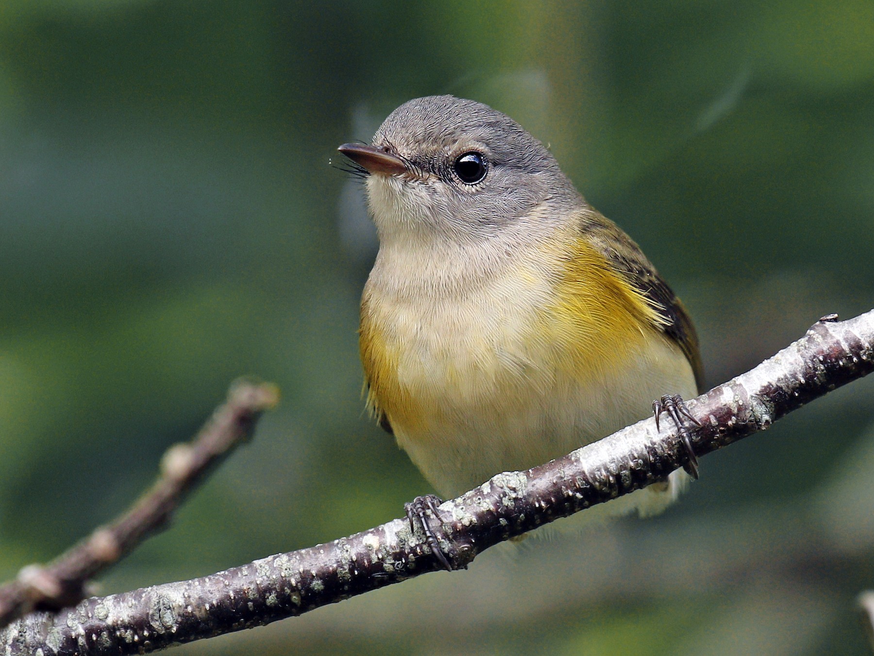American Redstart - eBird