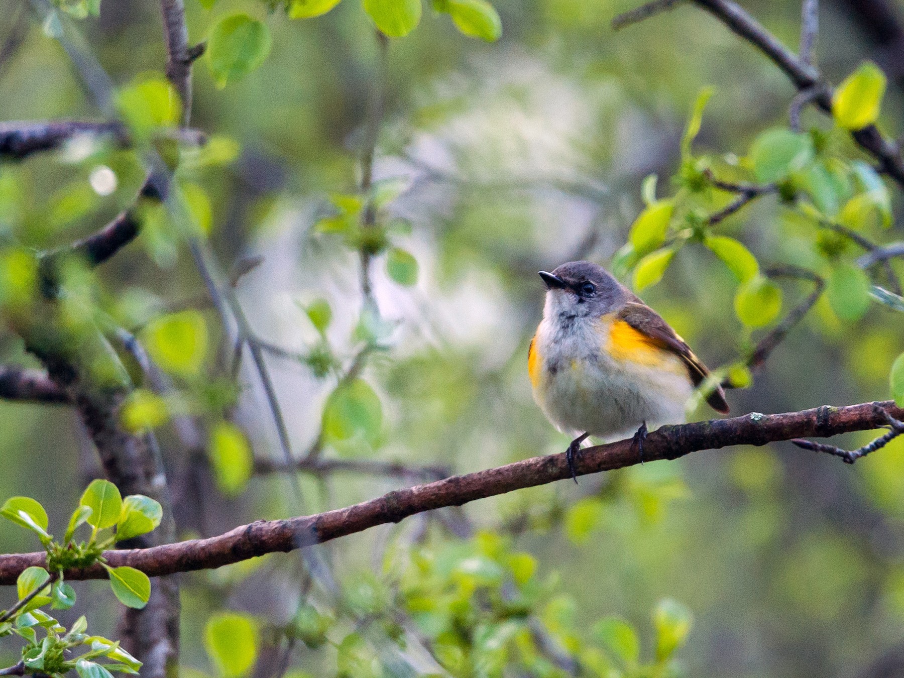 American Redstart - eBird