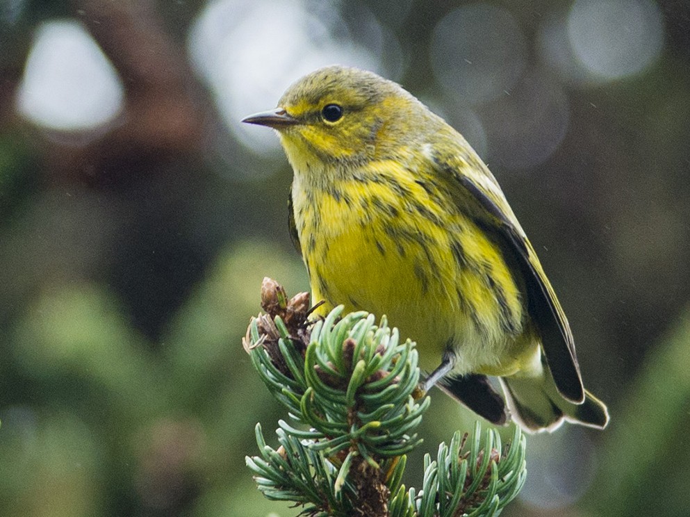 Cape May Warbler - eBird