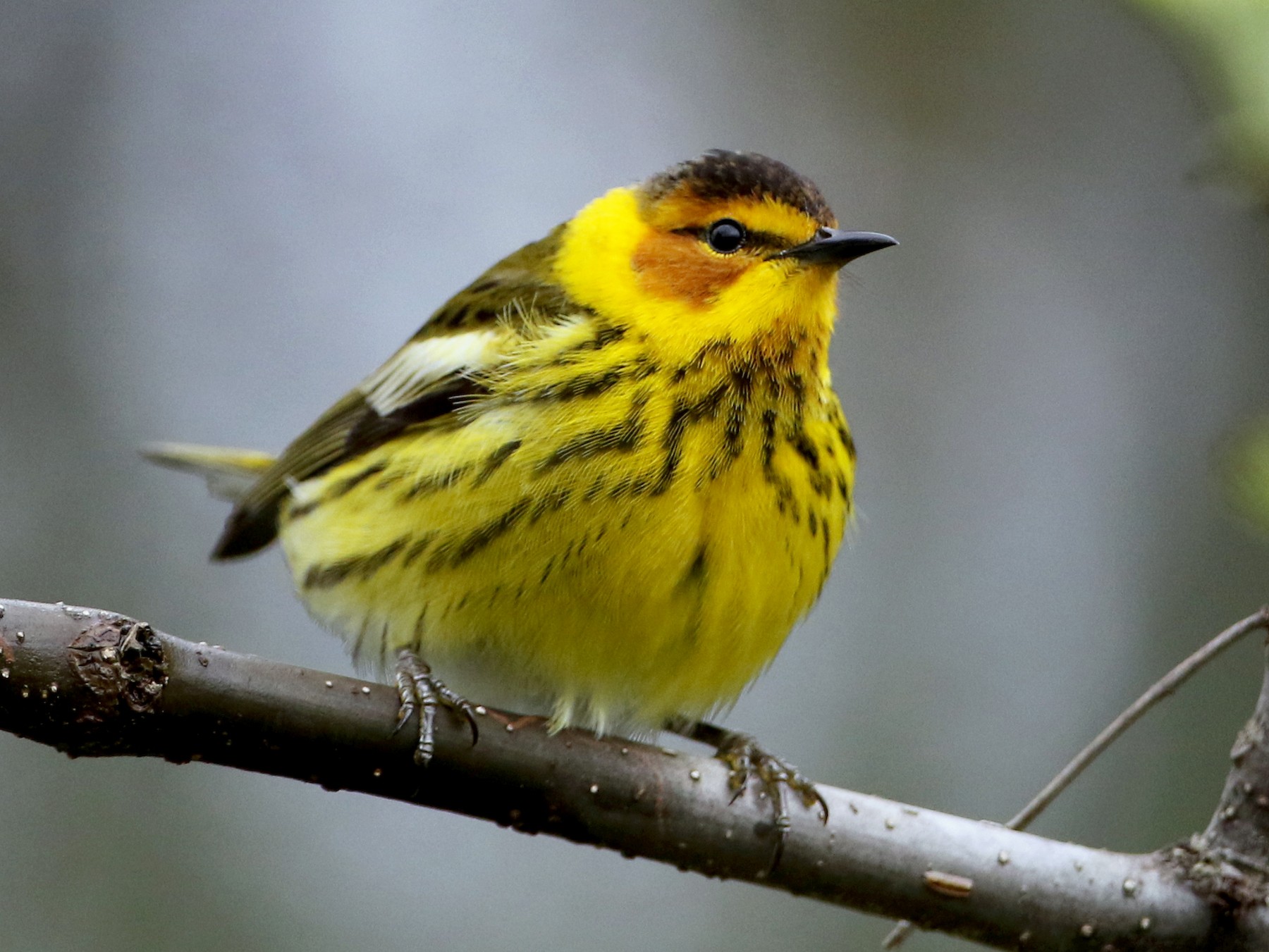 Cape May Warbler - eBird