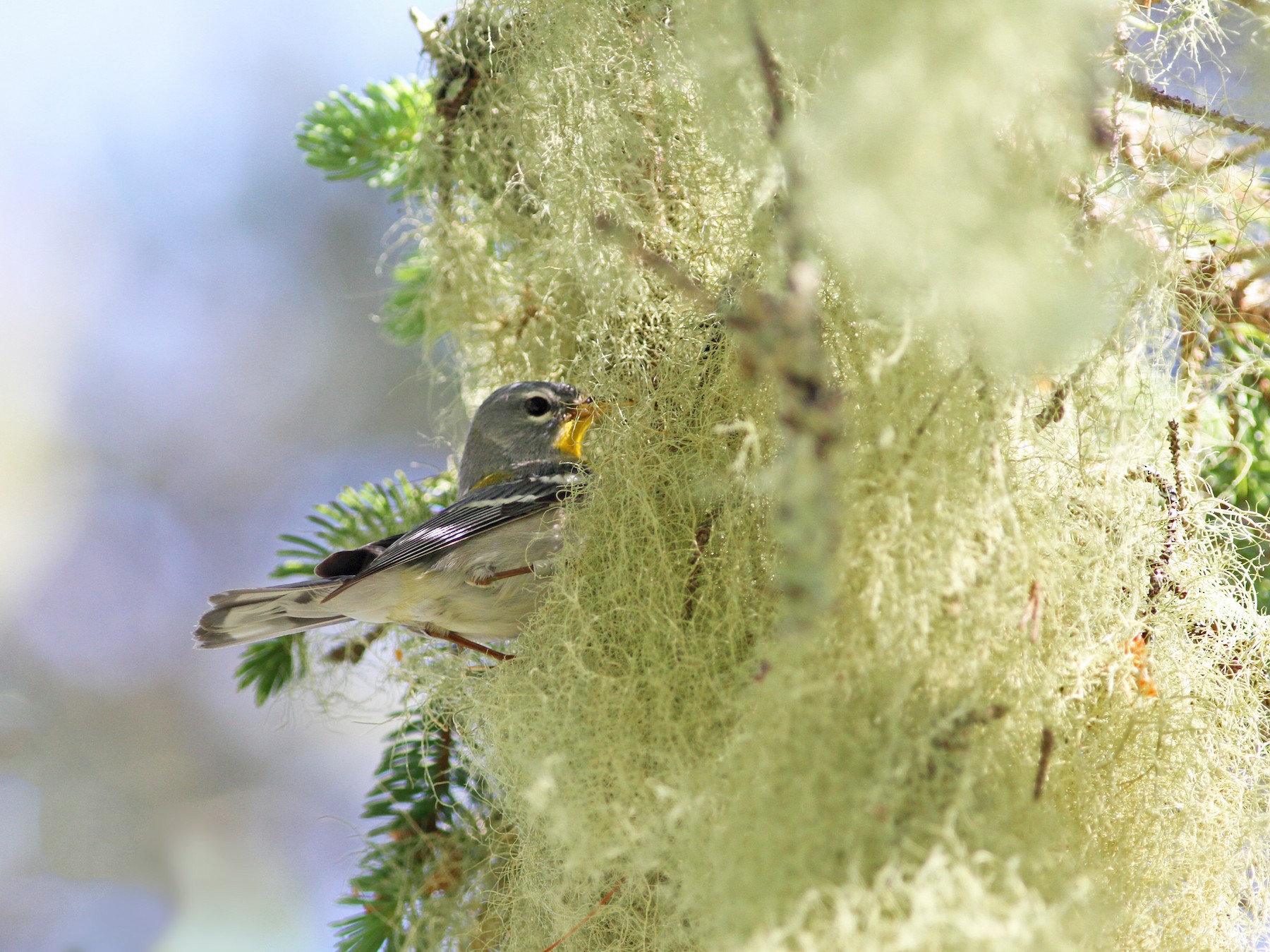 Northern Parula - eBird