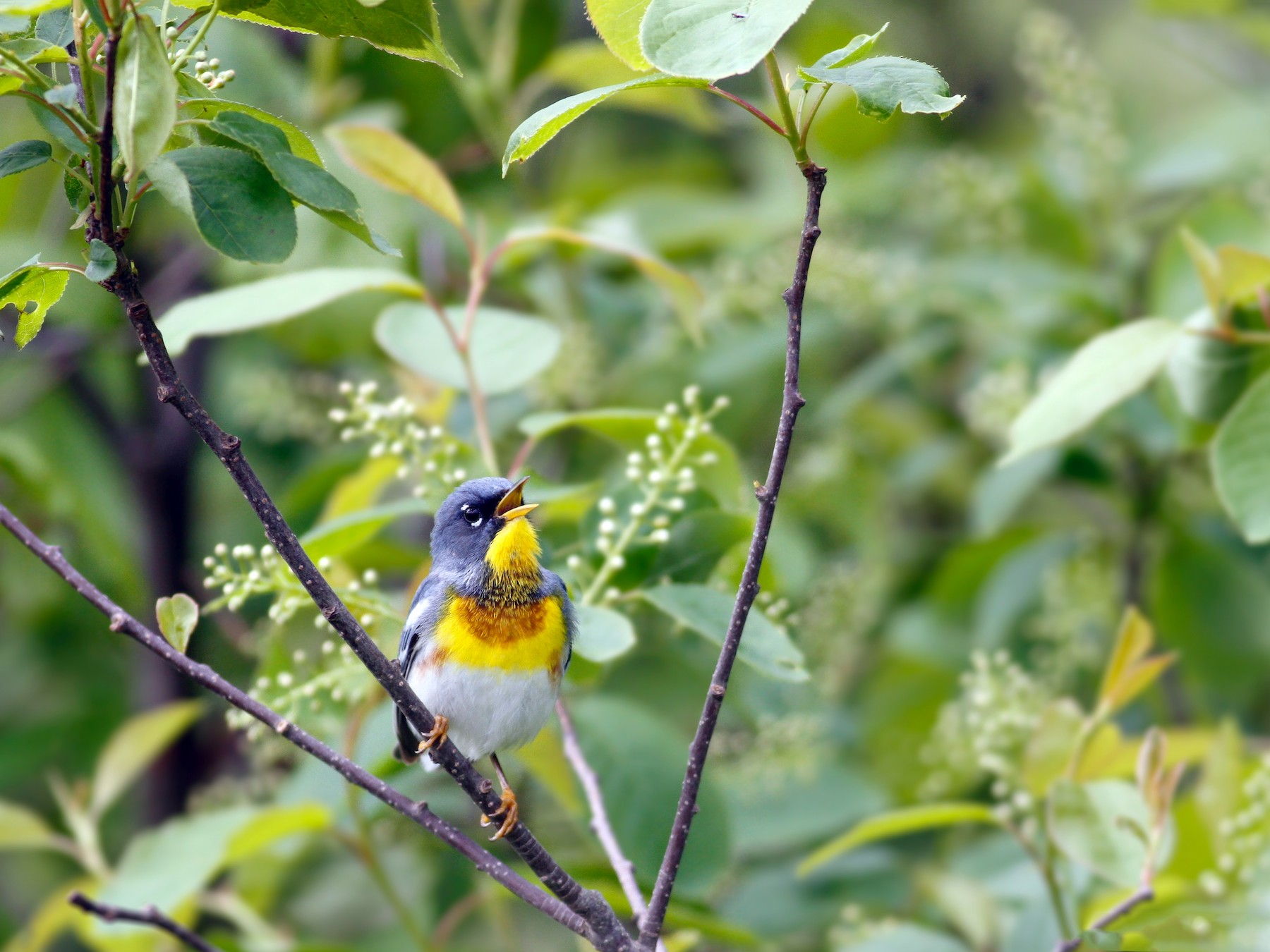 Reinita Pechidorada - eBird