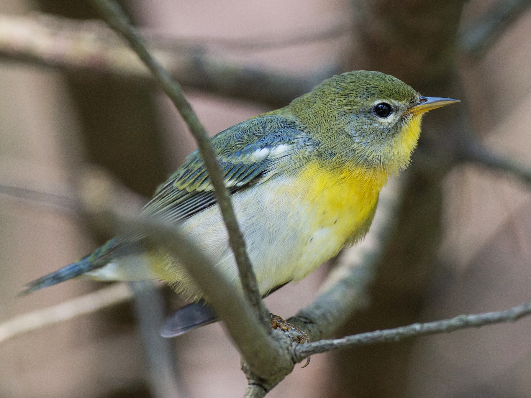 Northern Parula - eBird