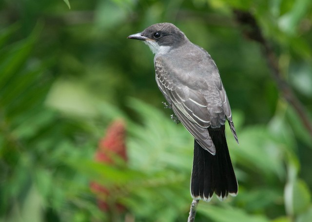 Juvenile Eastern Kingbird
