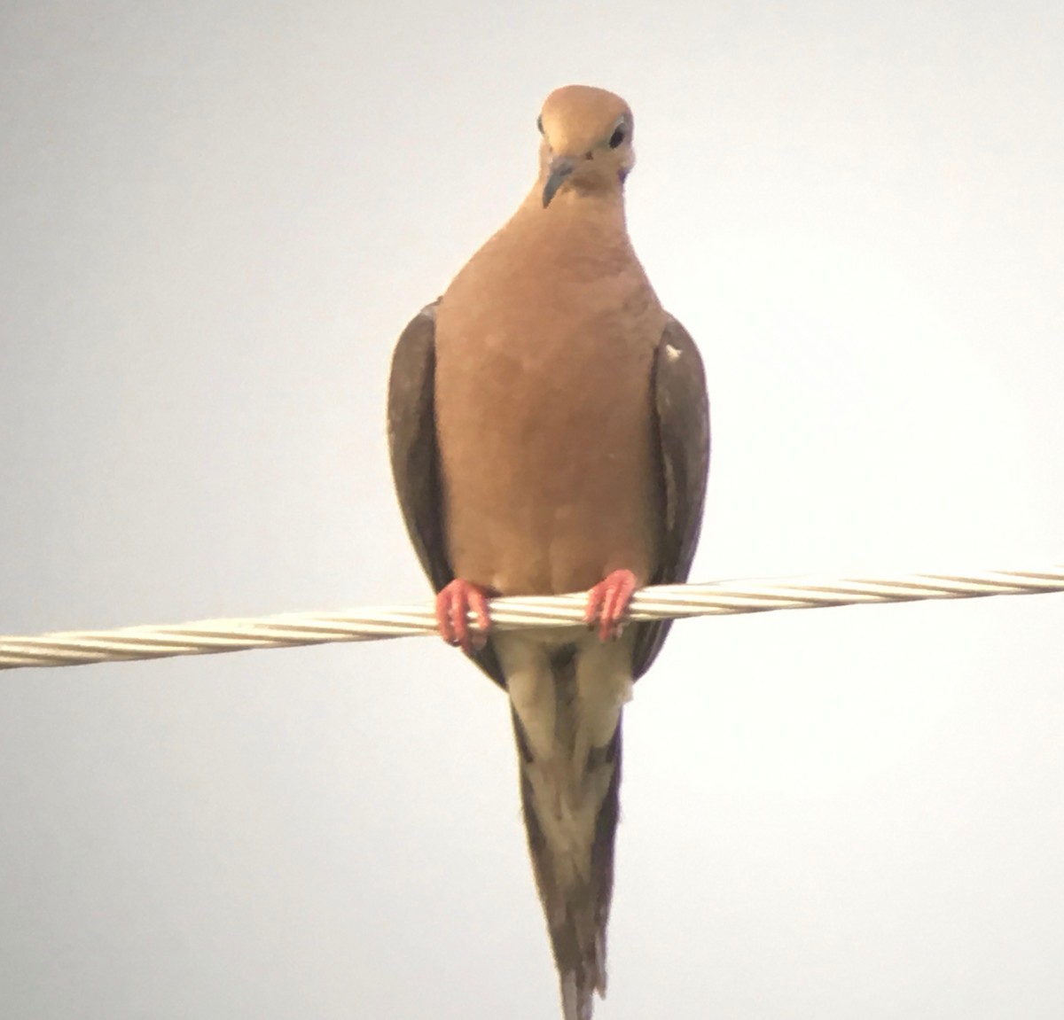 eBird Checklist - 28 Jul 2017 - Harney Pond Canal Recreation Area - 29 ...