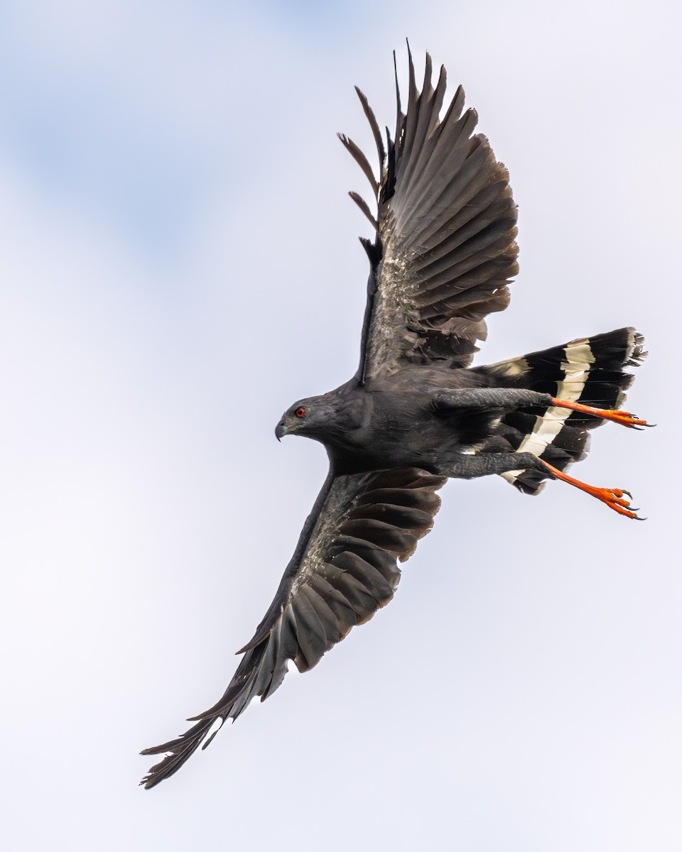 Crane Hawk (Blackish) - eBird
