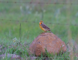 Orange-throated Longclaw - Macronyx capensis - Birds of the World