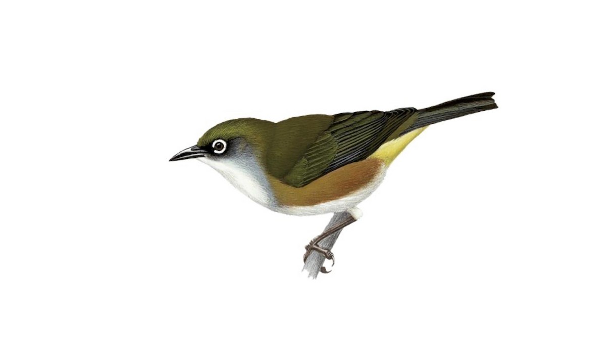 White-chested White-eye - Zosterops albogularis - Birds of the World