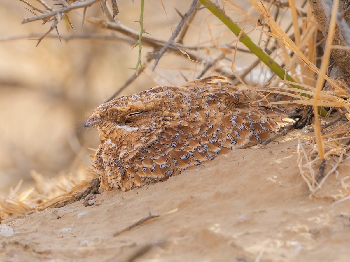 Golden Nightjar - Caprimulgus eximius - Birds of the World