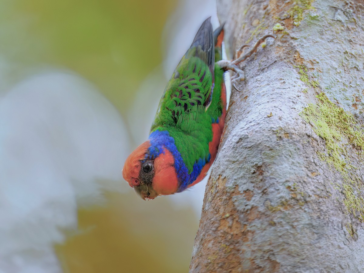 Red-breasted Pygmy-Parrot - Micropsitta bruijnii - Birds of the World