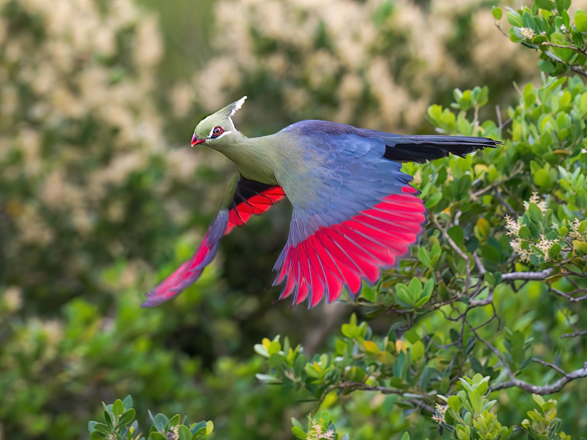 Livingstone's Turaco - Tauraco livingstonii - Birds of the World