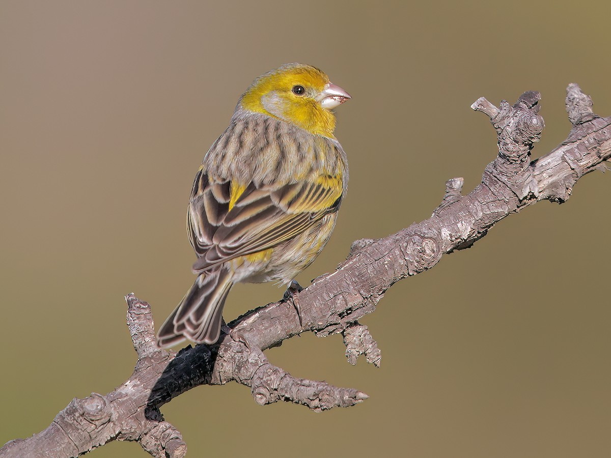 Island Canary - Serinus canaria - Birds of the World