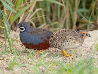 Blue-breasted Quail - Synoicus chinensis - Birds of the World