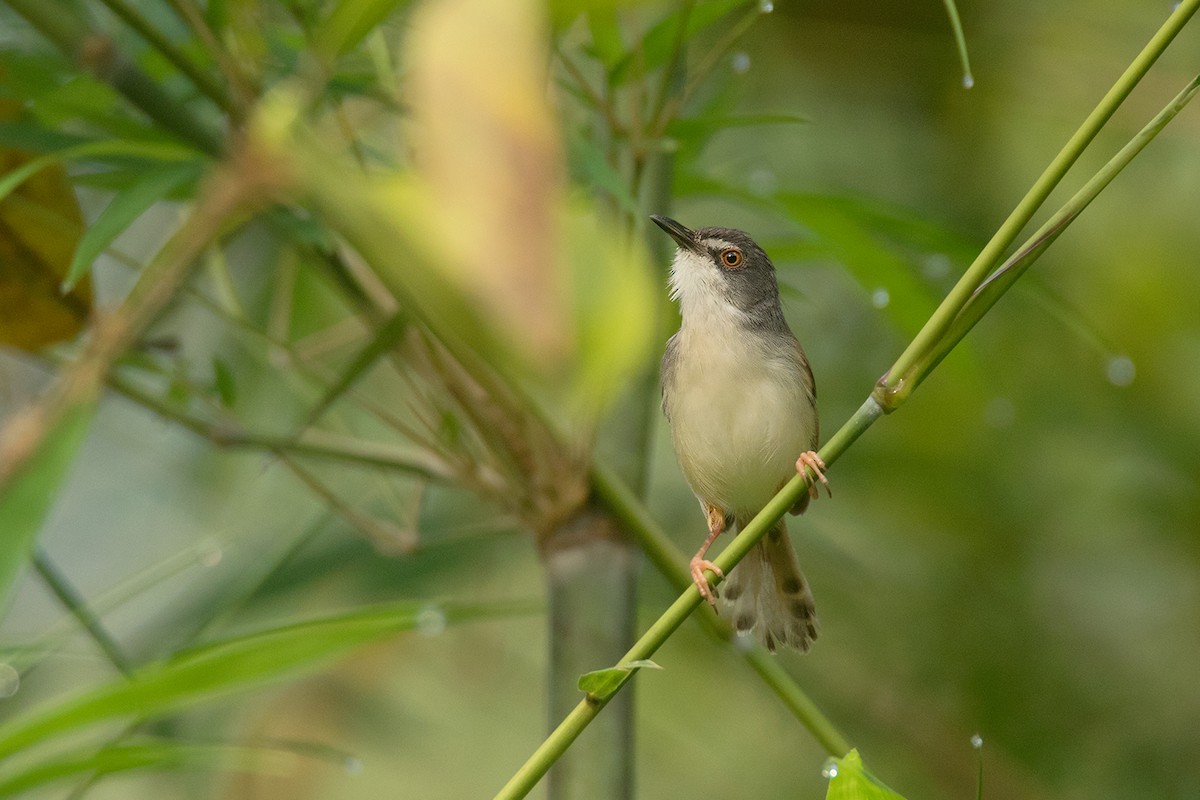 Rufescent Prinia - Prinia rufescens - Birds of the World