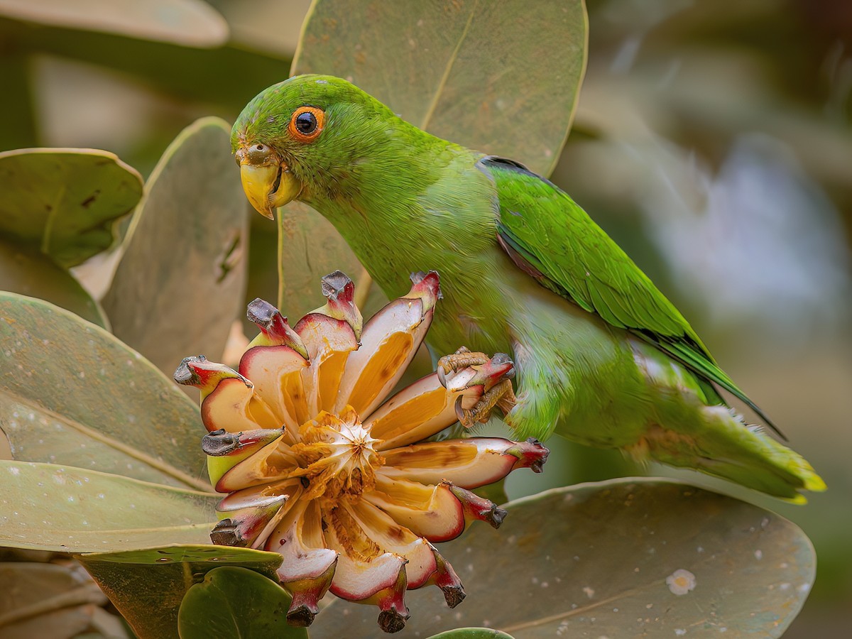 Brown-backed Parrotlet - Touit melanonotus - Birds of the World