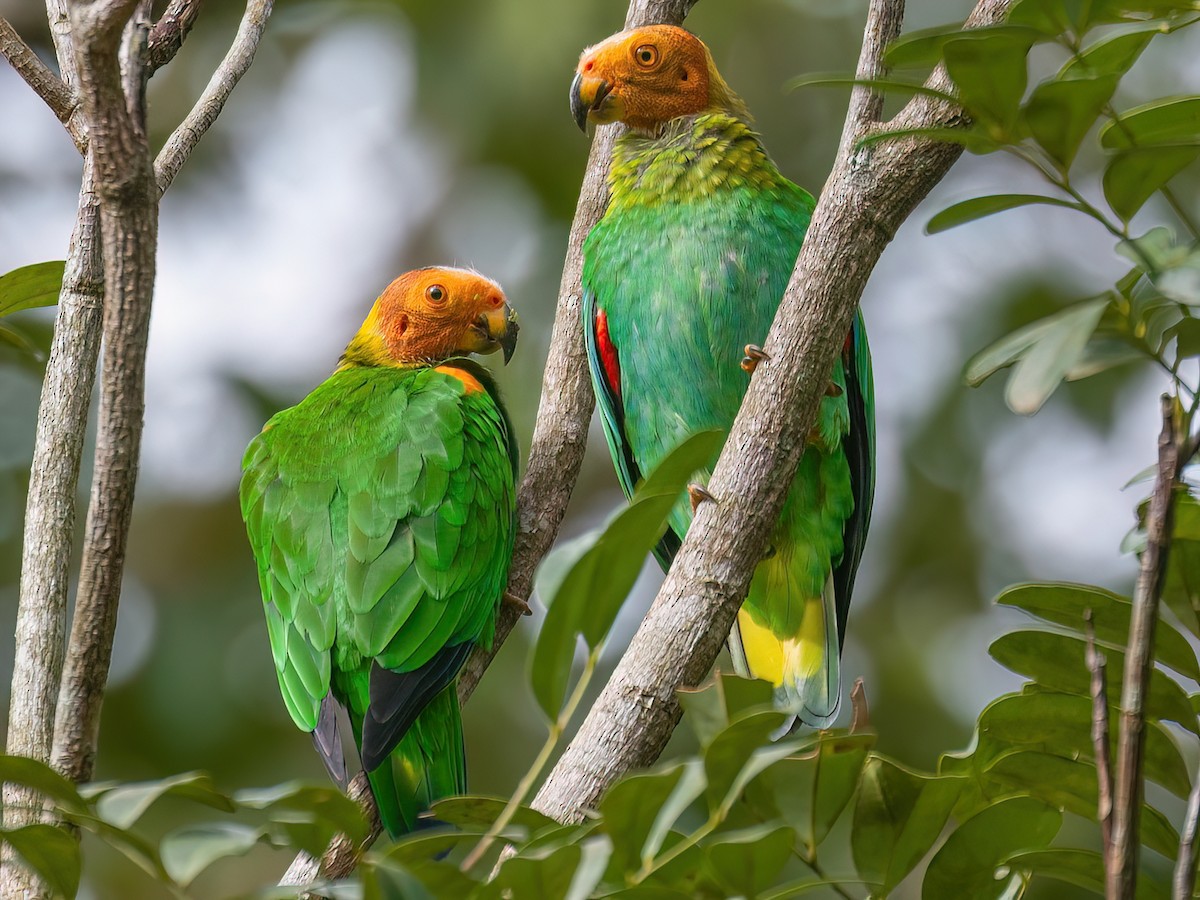 Bald Parrot - Pyrilia aurantiocephala - Birds of the World