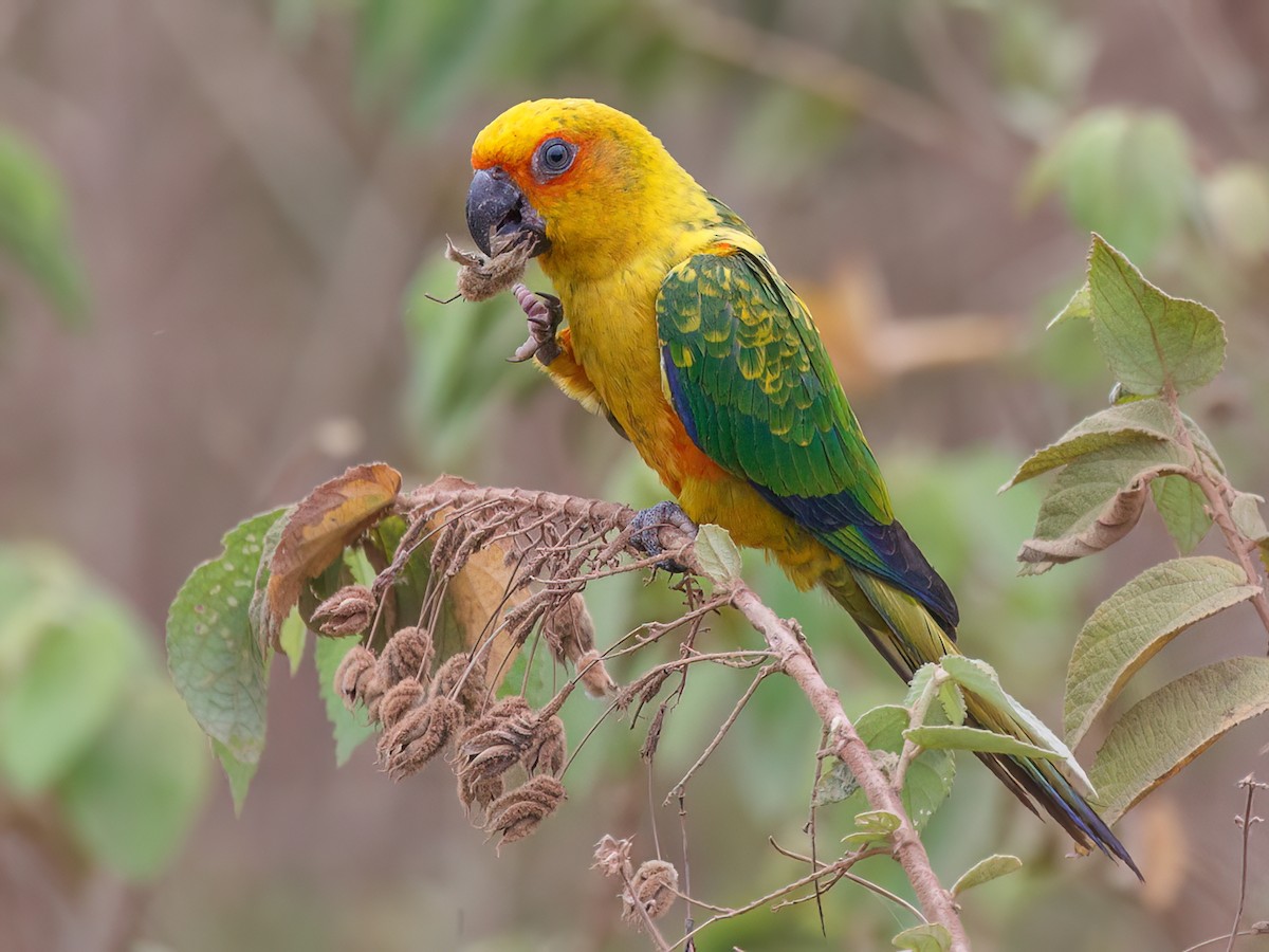 Sulphur-breasted Parakeet - Aratinga maculata - Birds of the World