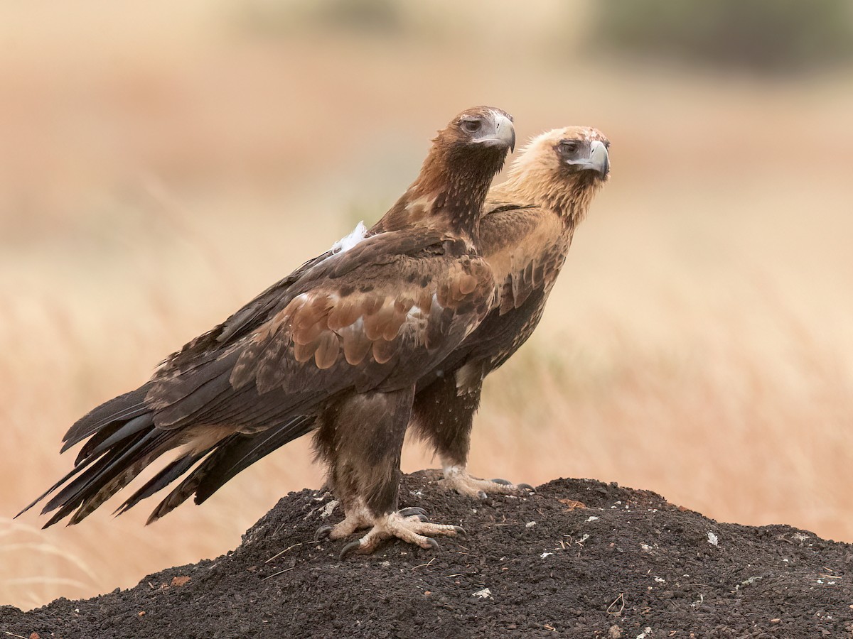 Wedge-tailed Eagle - Aquila audax - Birds of the World